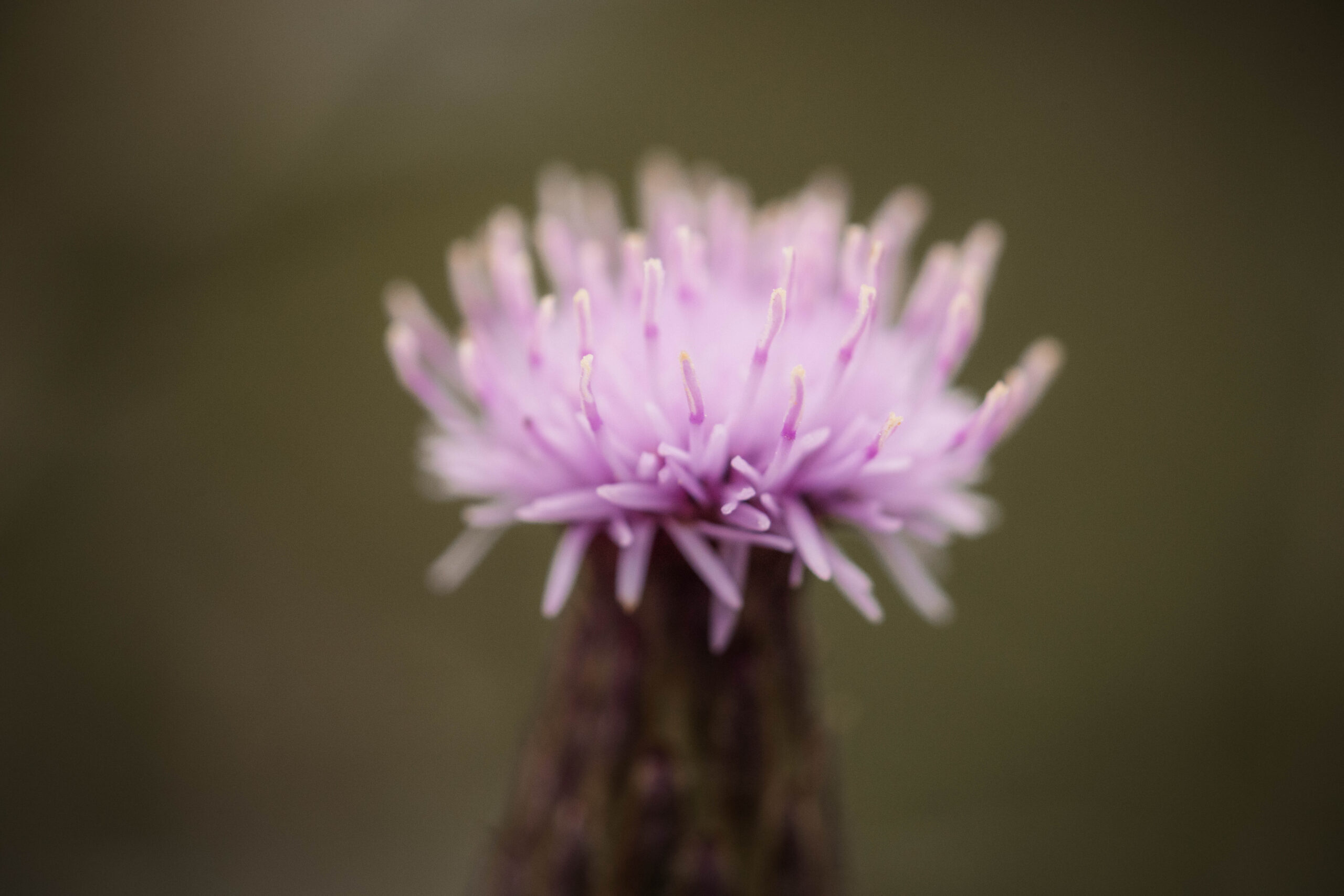 Canon RF 100mm 2.8 L IS USM Macro Test