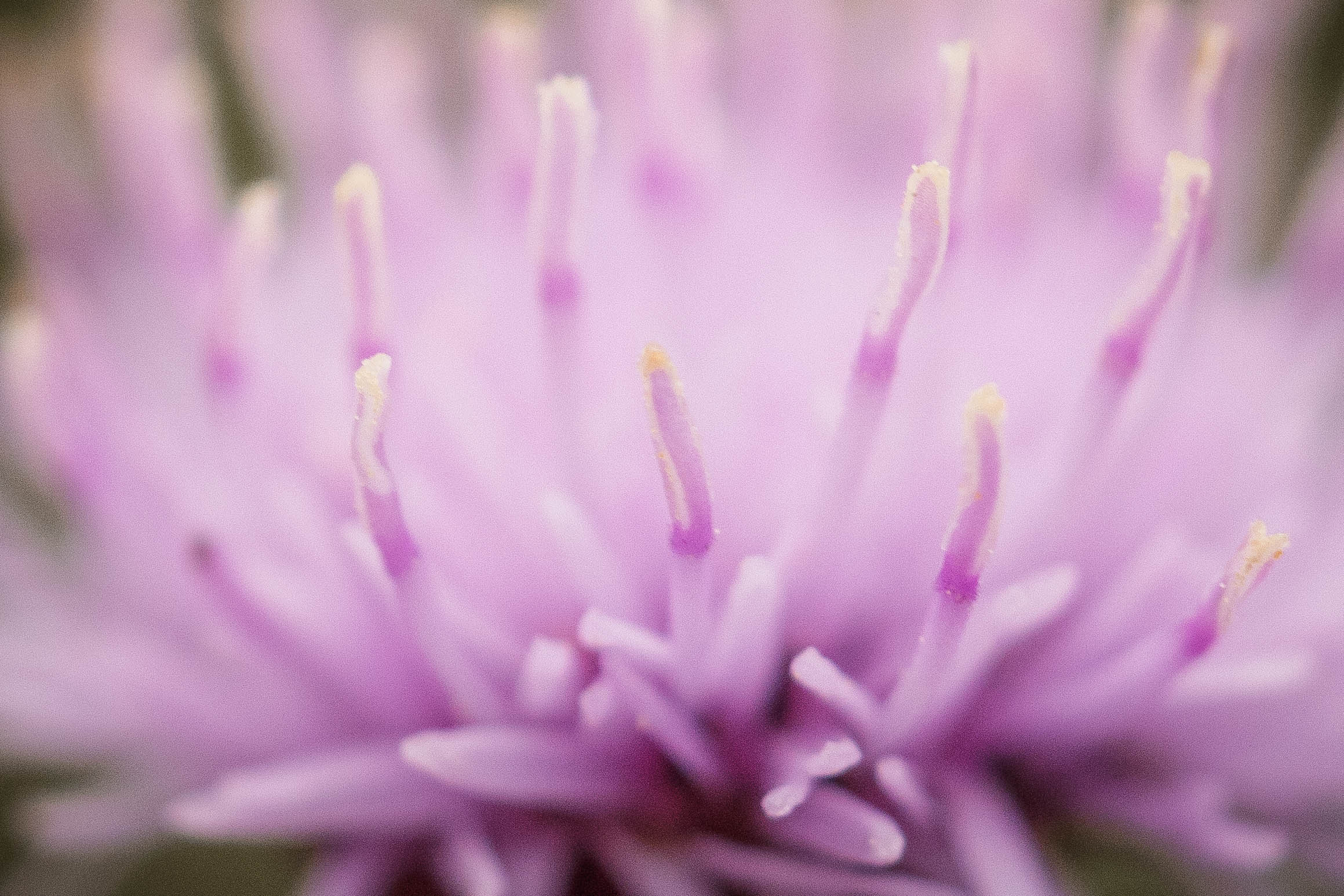 Canon RF 100mm 2.8 L IS USM Macro Test