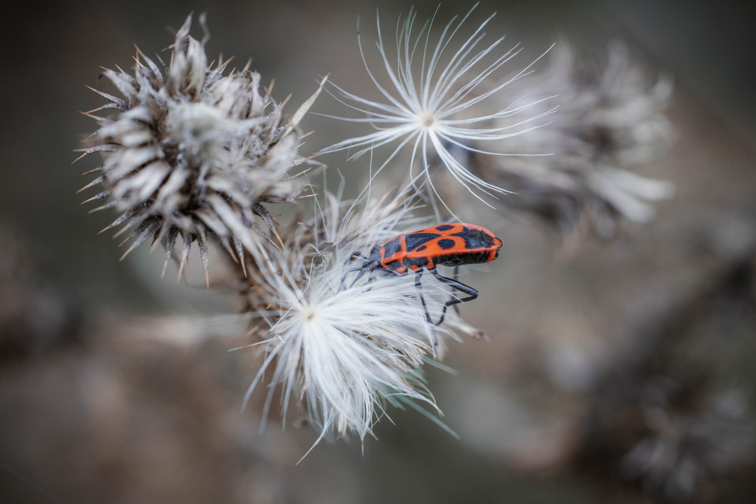 Canon RF 100mm 2.8 L IS USM Macro Test