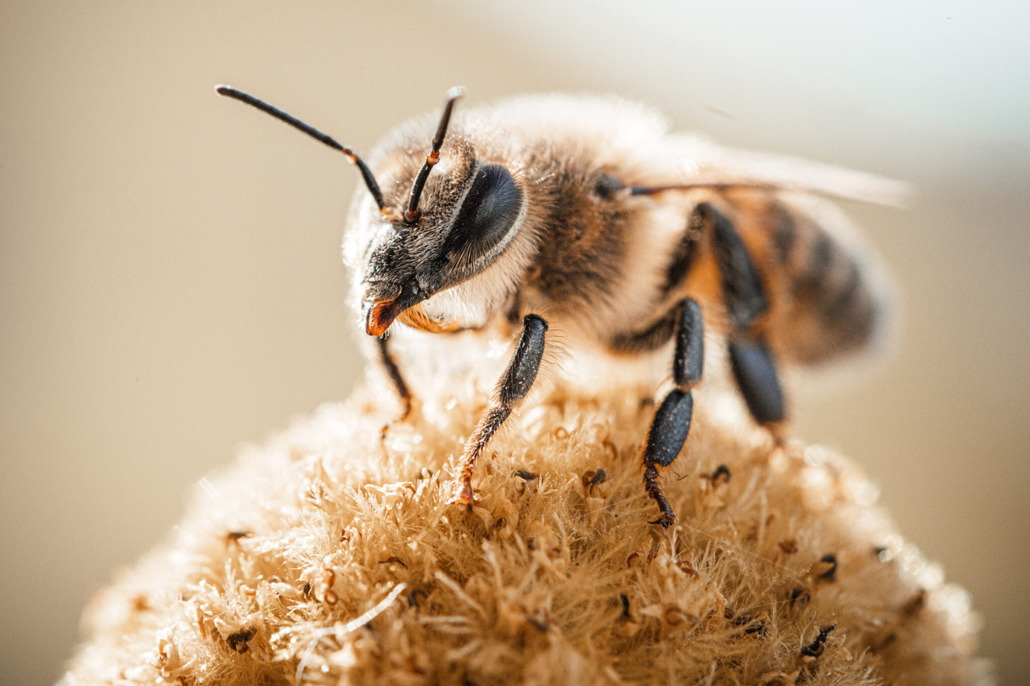 Makrofotografie Tipps - Anleitung für Einsteiger in die Makrowelt